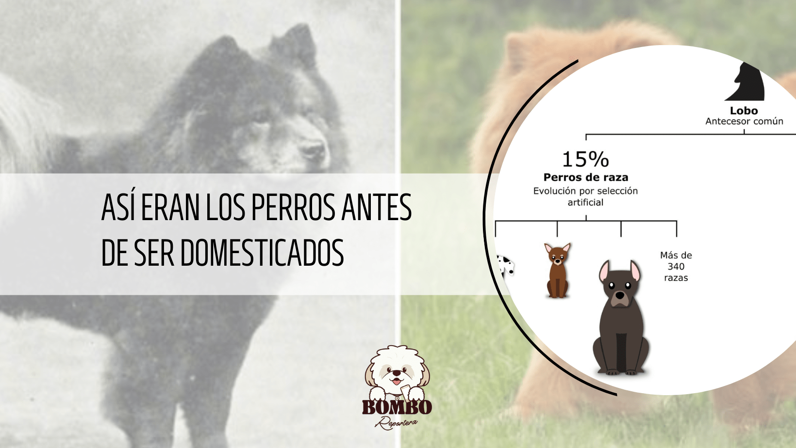 Así eran los perros antes de ser domesticados – ACRÓPOLIS