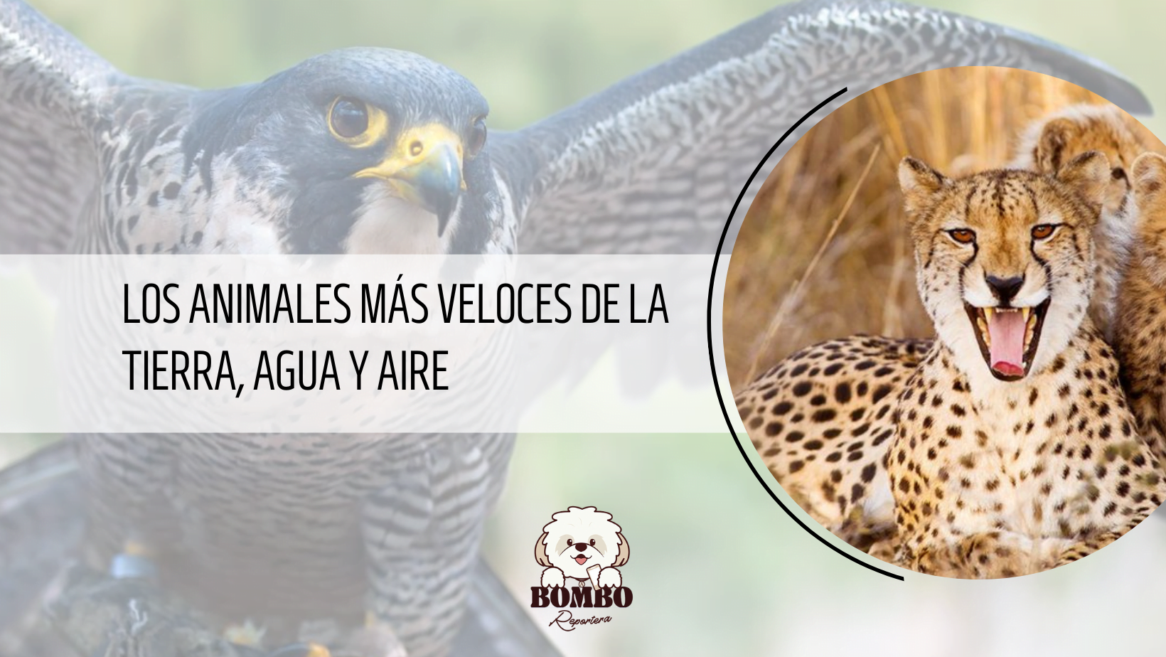 Los animales más veloces de la tierra, agua y aire – ACRÓPOLIS