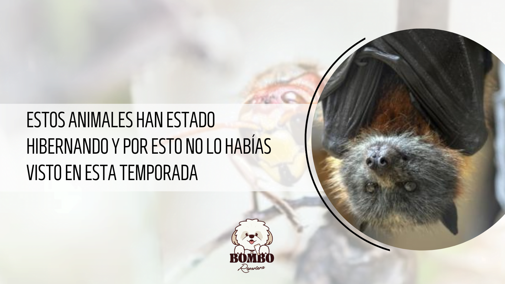 Estos animales han estado hibernando y por esto no los habías visto en ...