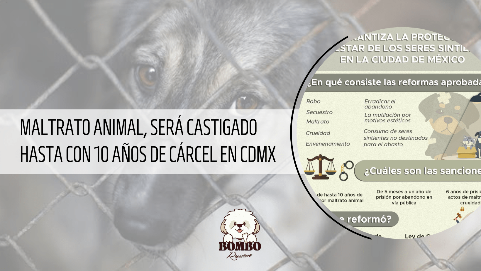 Maltrato animal, será castigado hasta con 10 años de cárcel en CDMX ...
