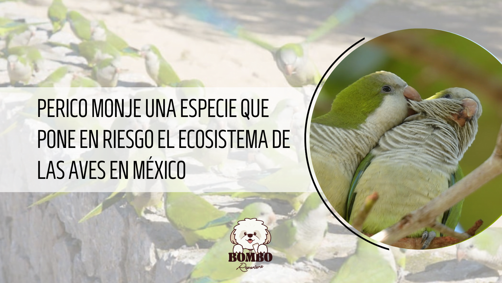 Perico monje una especie que pone en riesgo el ecosistema de las aves ...